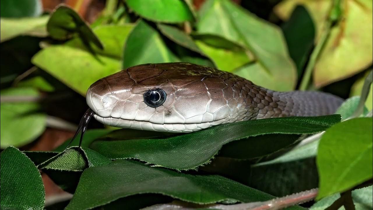 Black Mamba: 1"$%^""!! The Sleek Slayer You Never Knew! - YouTube