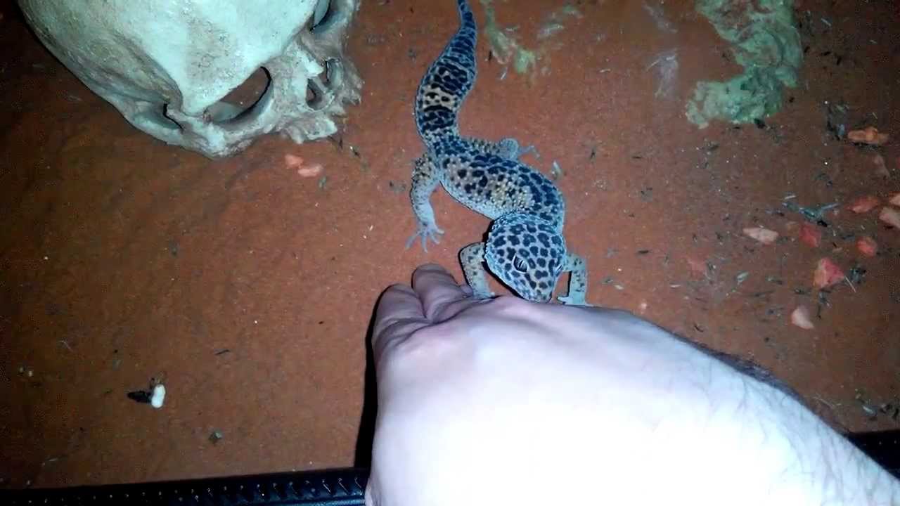 Friendly leopard gecko - YouTube