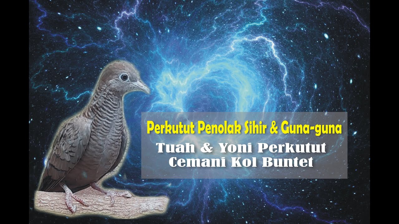 TUAH & YONI PERKUTUT CEMANI KOL BUNTET || Perkutut Penolak Sihir & Guna ...