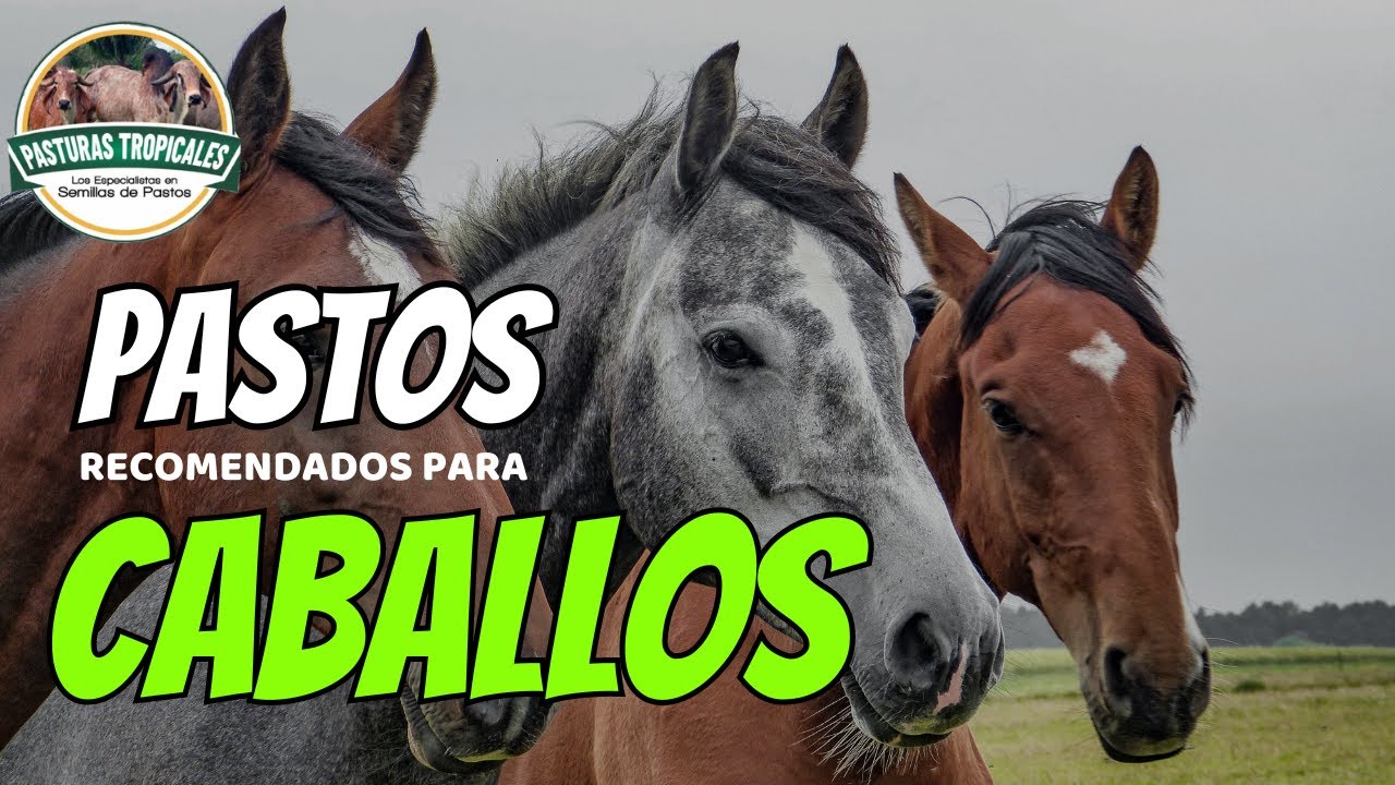 PASTOS recomendados PARA CABALLOS #caballoscolombianos # ...