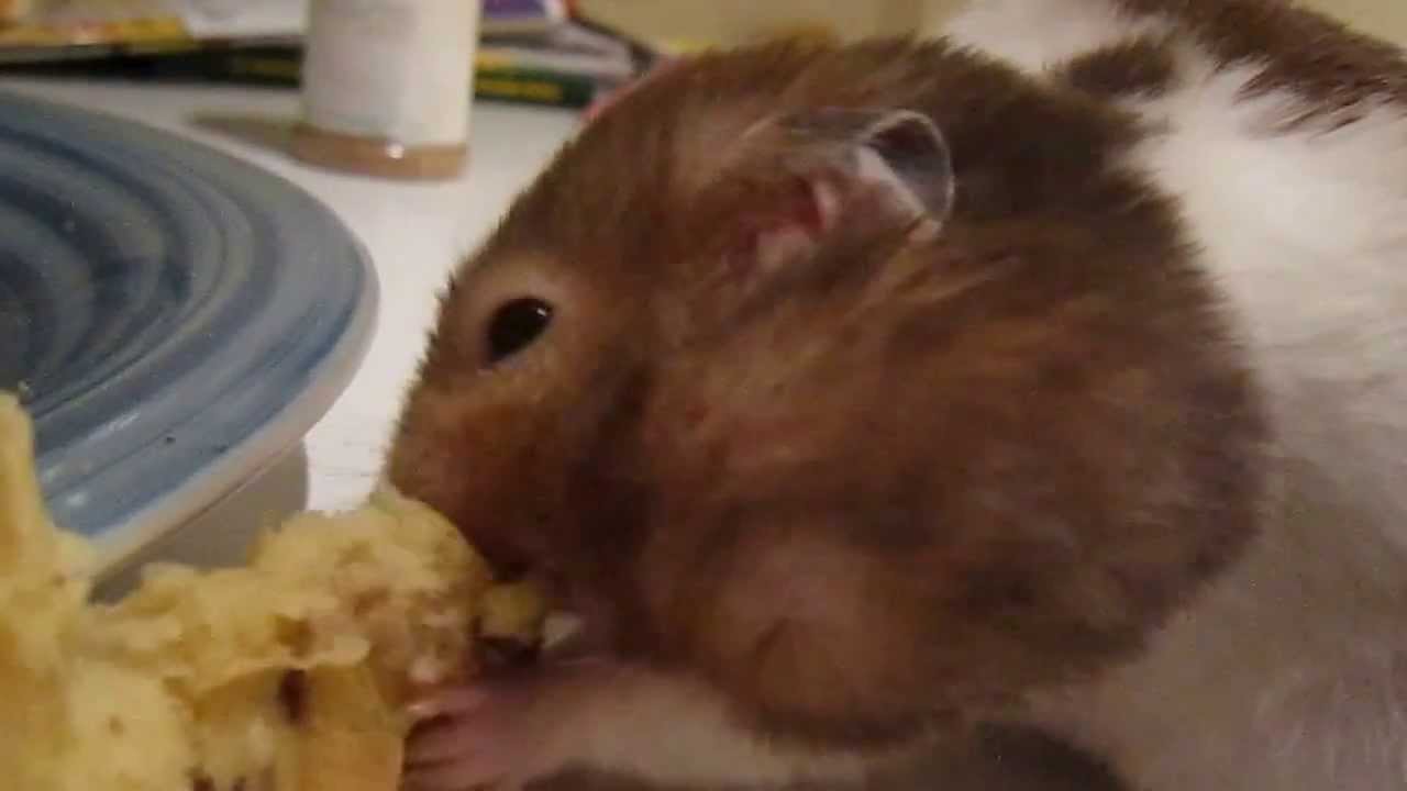 waffle eating hamster - YouTube