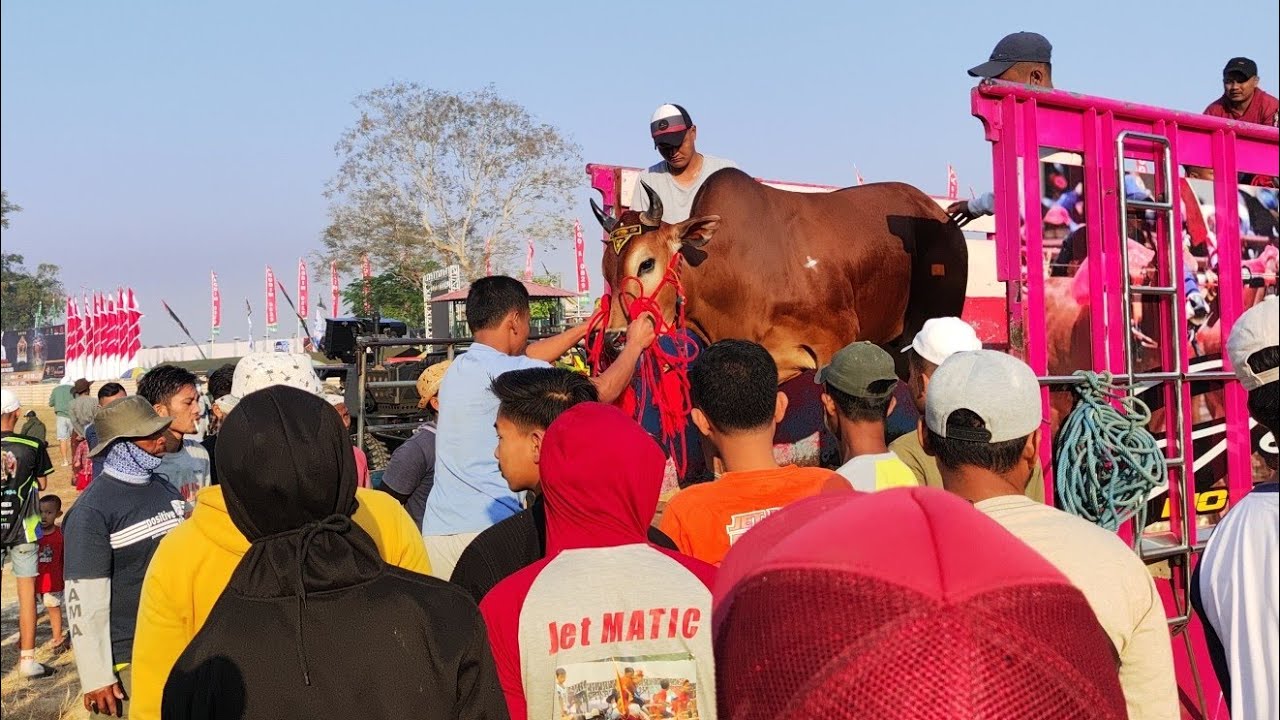 Karapan Sapi Tim Jet Matic. - YouTube