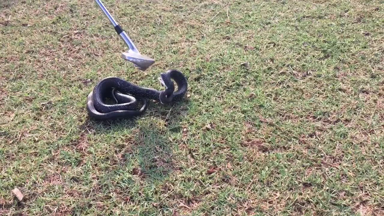 Relocating a large snake off the golf course! - YouTube