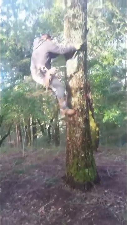 Como escalar arboles - YouTube