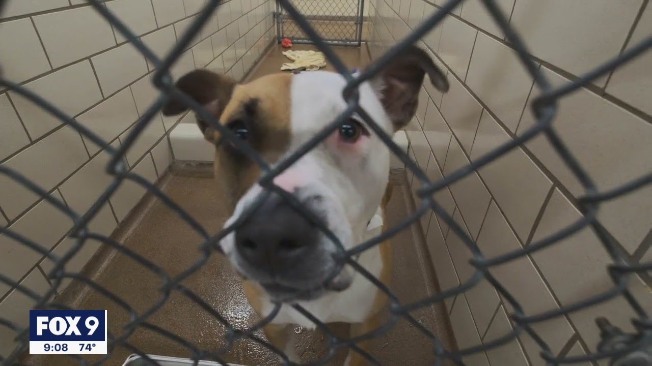 Shelter sees more 'Forget-Me-Not' animals as pandemic changes adoption ...