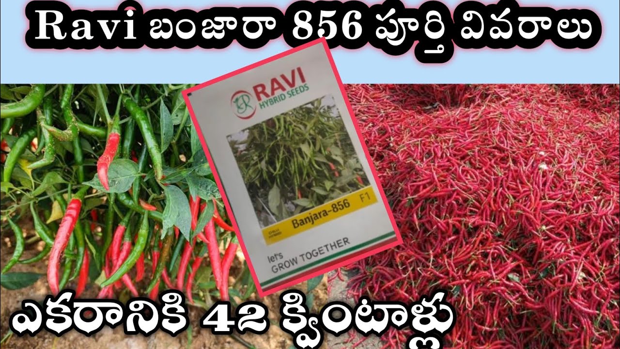 Ravi hybrid seeds banjara 856 full details in Telugu || top Chilli ...
