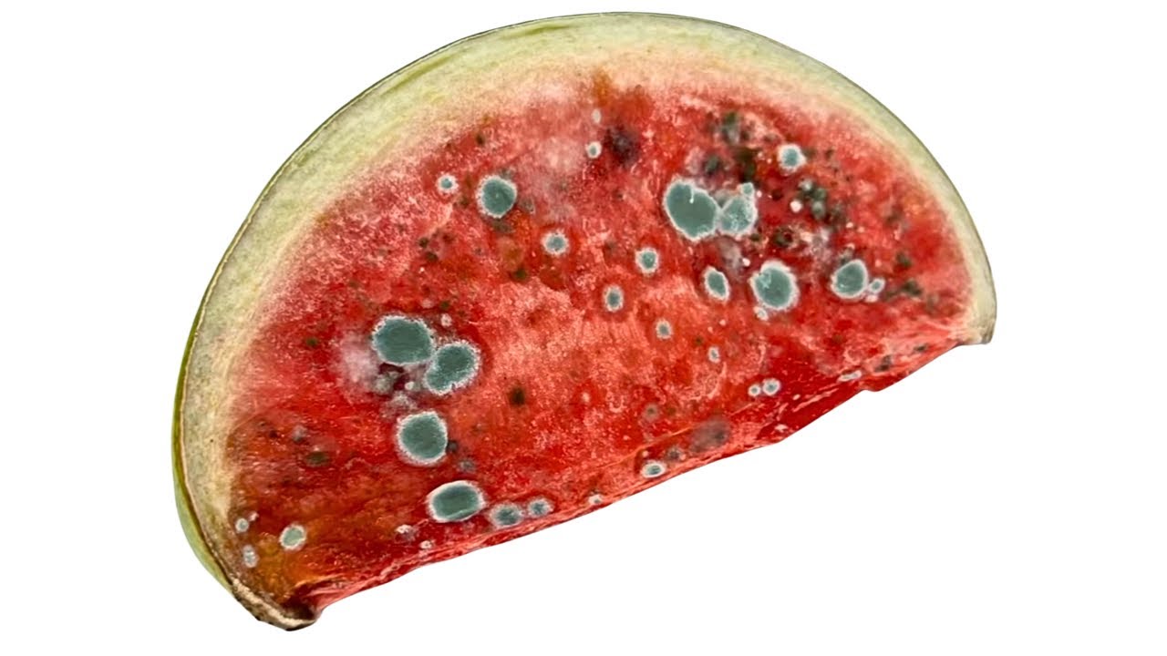 Watermelon Timelapse / Timelapse Lab - YouTube