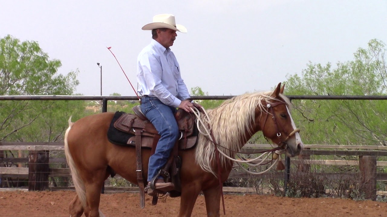 Why I Start A Colt In Both The Hackamore And The Snaffle Bit - YouTube