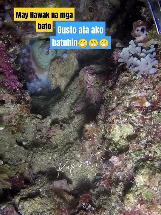 Gusto ata ako batuhin ng pugitang ito😂😂 - YouTube Gusto ata ako batuhin ng pugitang ito😂😂 - YouTube