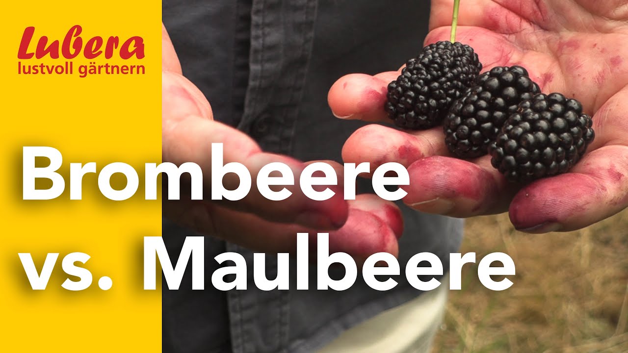 Brombeere vs Maulbeere: Was sind die Unterschiede? - YouTube