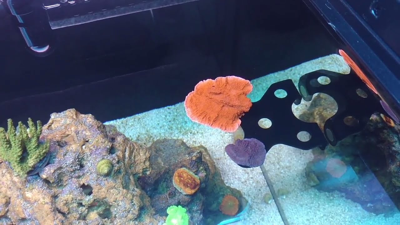 Custom Acrylic Frag Rack Designs Review - YouTube