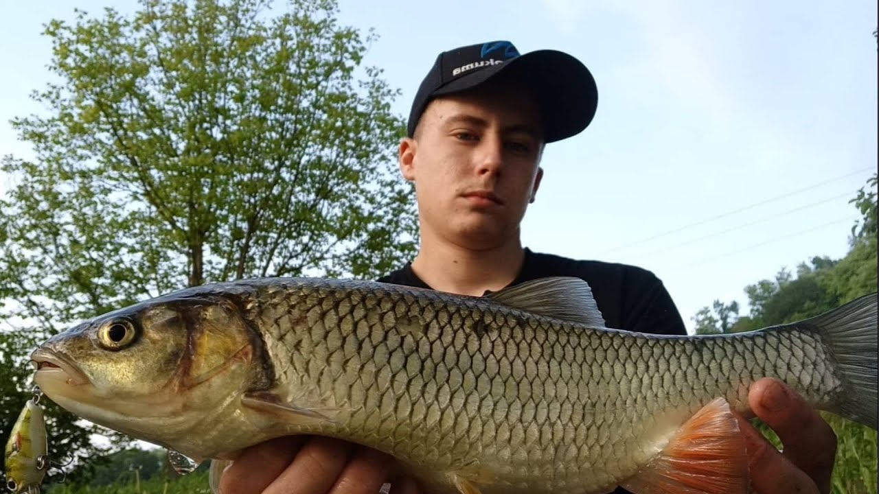 Pecanje krupnog KLENA, i riba za ribom. LUD RIBOLOVNI DAN ! - YouTube