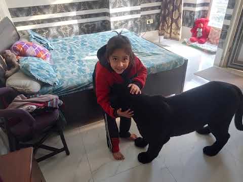 WhatsApp Video 2025 12 09 at 6 31 19 PM