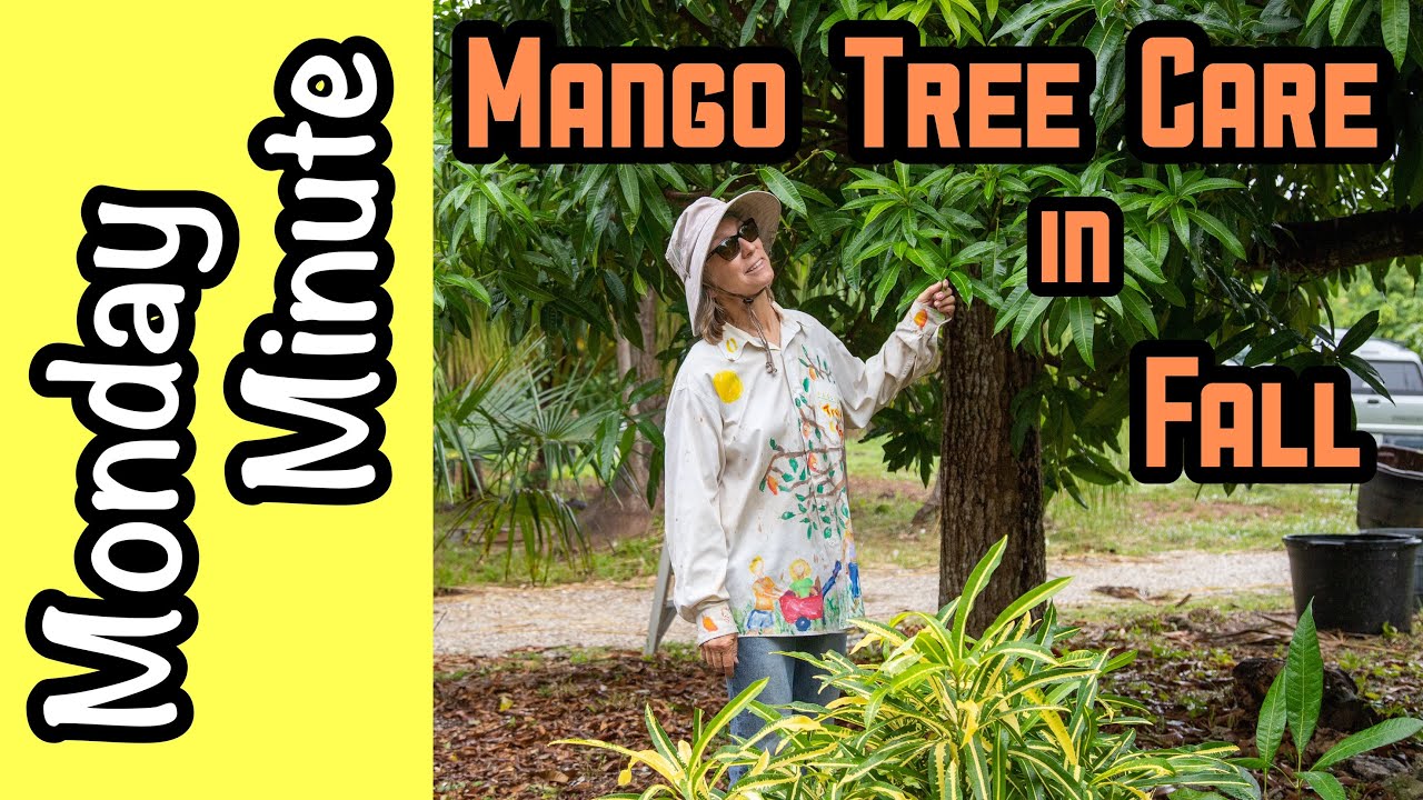 Monday Minute- Mango Tree Care in Fall - YouTube