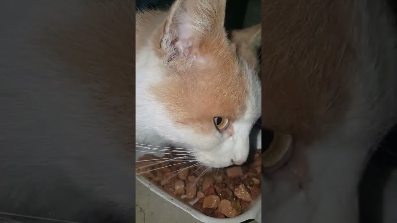 CATS EAT - My cat eating - YouTube