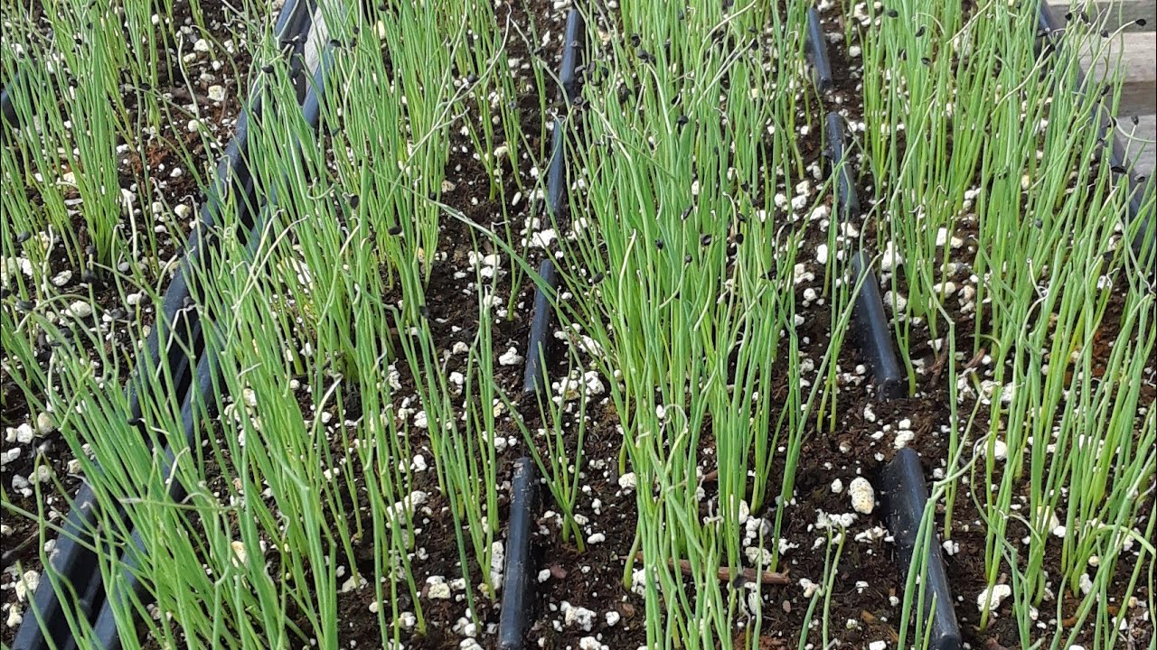 SEEDING ONIONS AND ROTATING CROPS FOR MARKET / CSA - YouTube