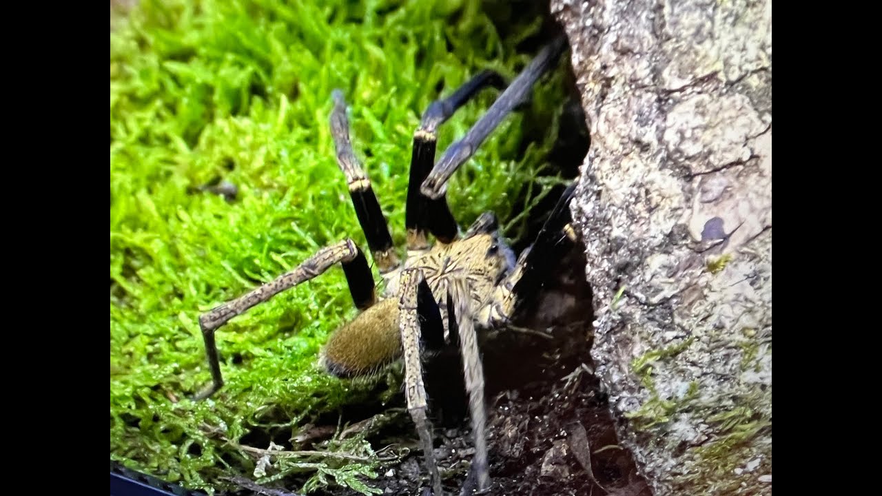 Macroctenus keyseligi, The Black Fang Wandering Spider rehouse and care - YouTube