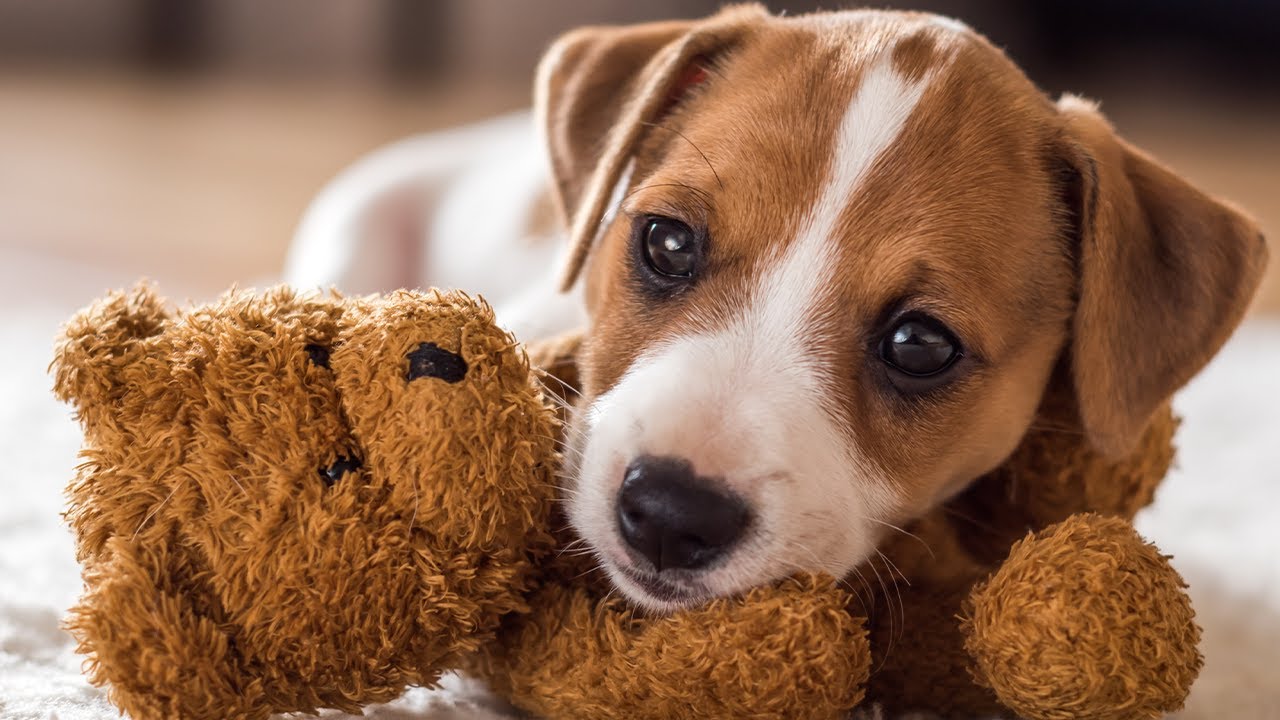 FUNNY DOGS, UPLIFTING HAPPY MOOD BOOSTING MUSIC, SILLY STRESS RELEASE ...