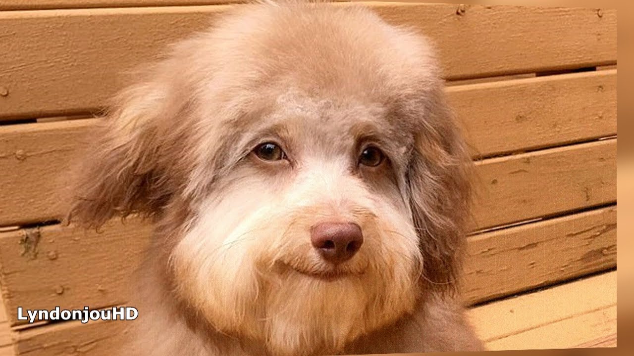 Perro con sonrisa y rostro 'humano' se convierte en sensación de ...