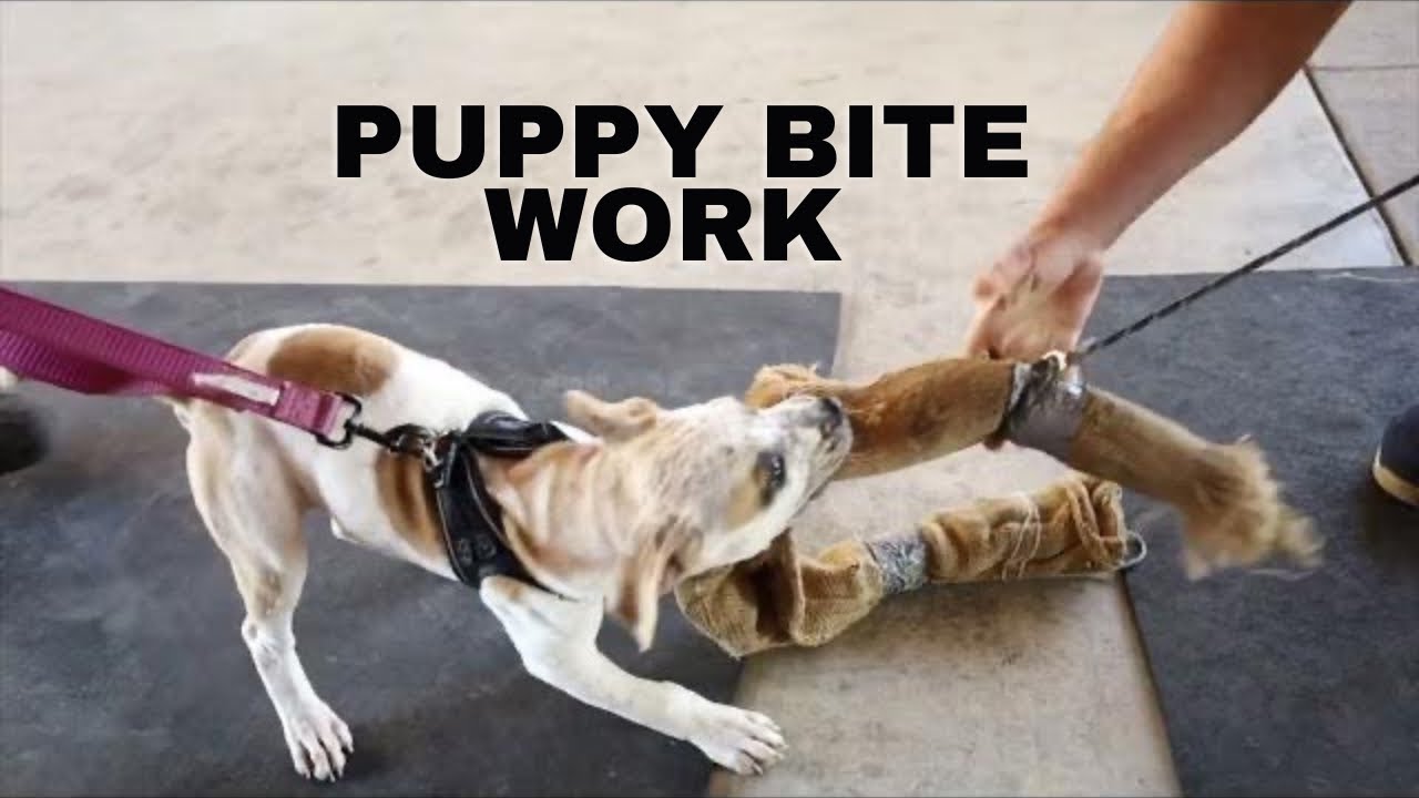 Starting Bite Work - YouTube