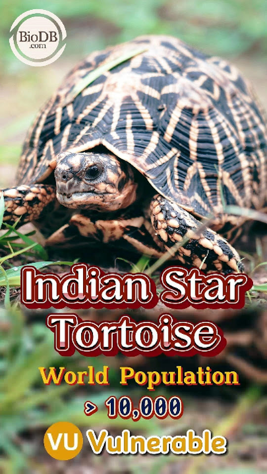 ⭐Indian Star Tortoise facts, distribution & population | BioDB #biodb # ...
