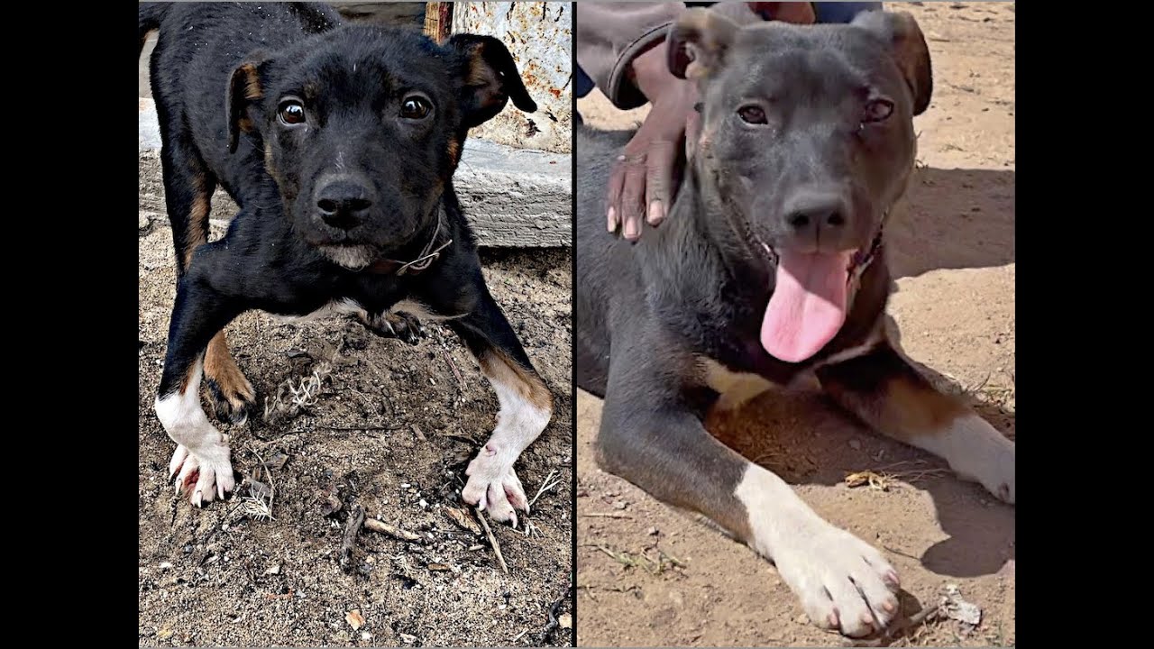 Rickets Puppy Makes Incredible Come Back ! - YouTube