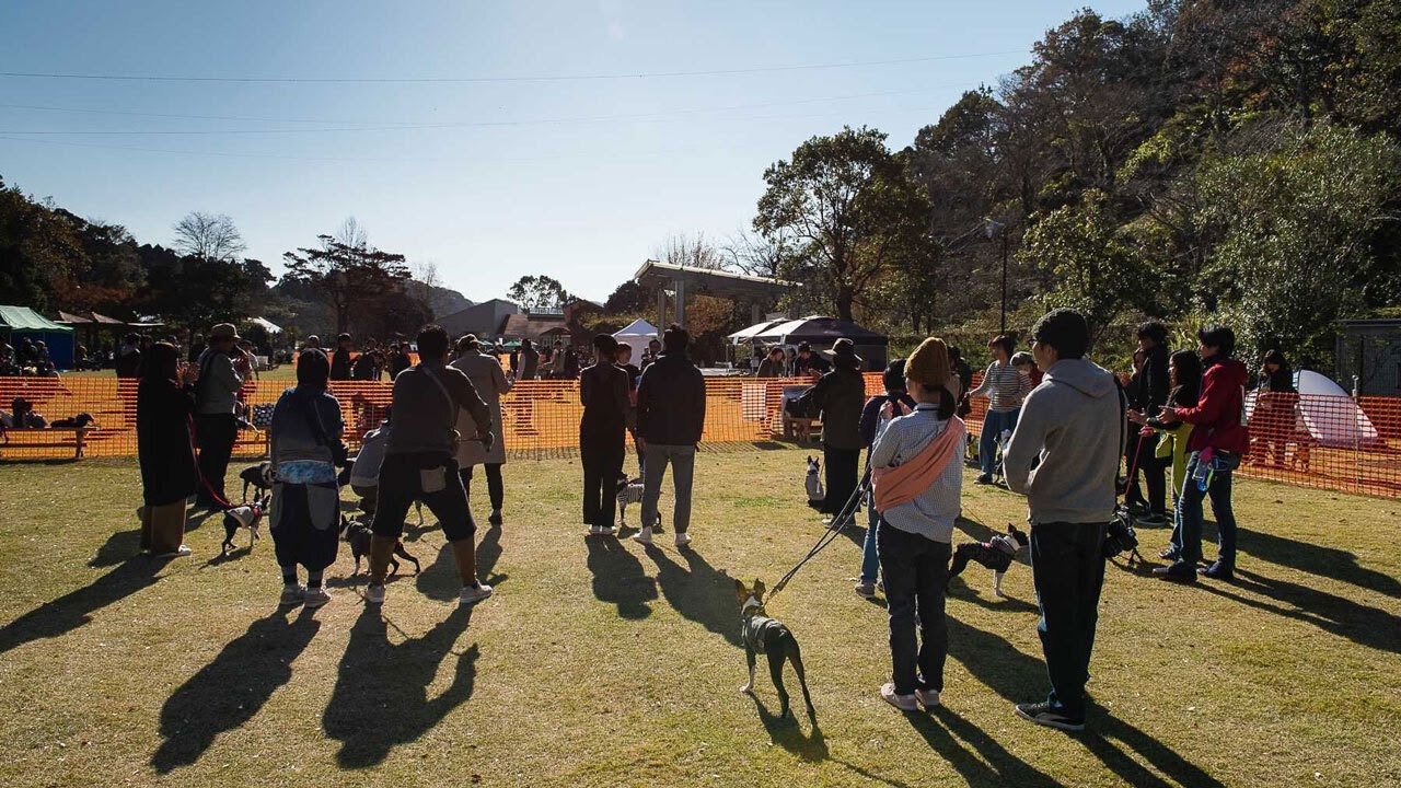 Dogs meetup event contents Training Lessons - YouTube