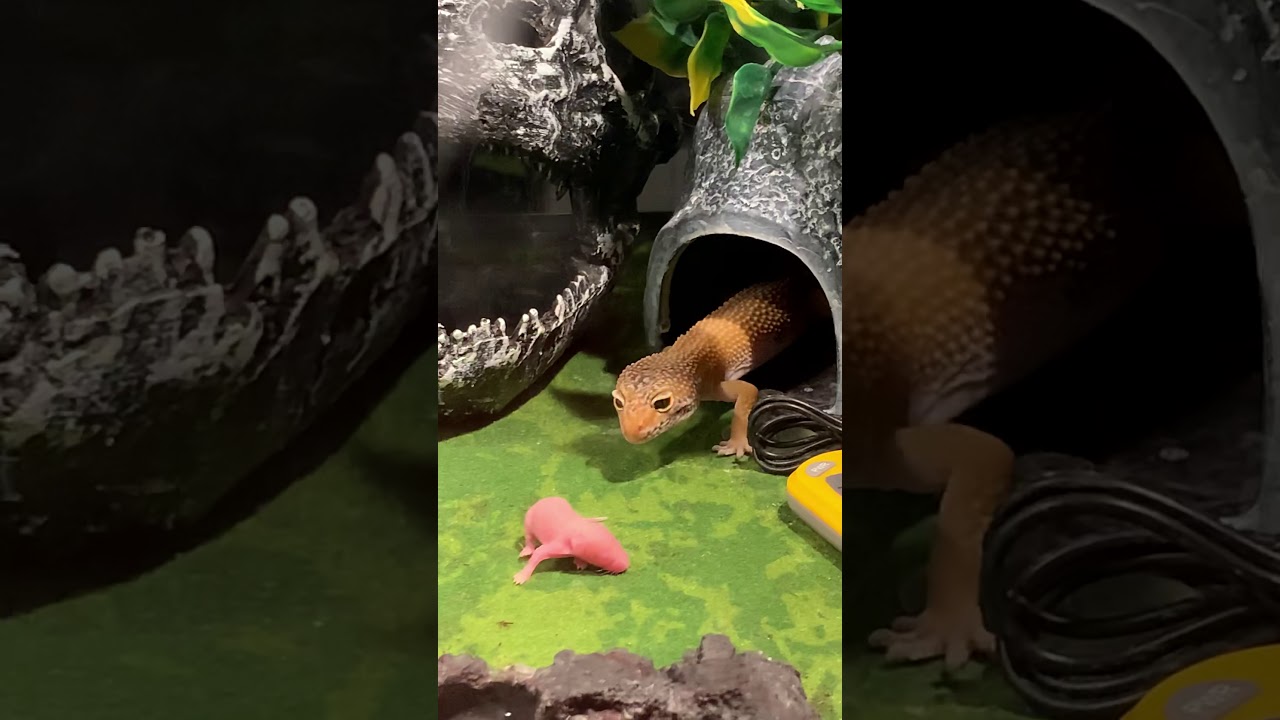Leopard Gecko Eating Live Pinky Mouse - YouTube