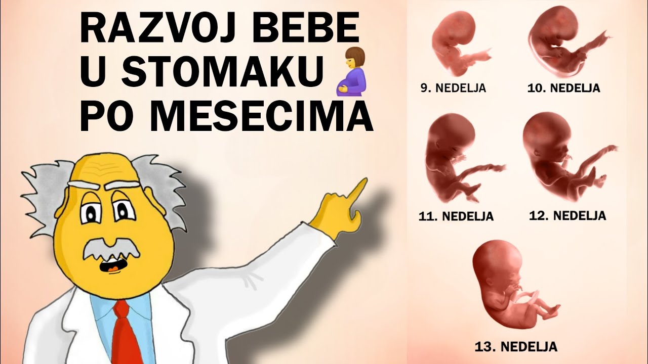 Razvoj Bebe U Stomaku Po Mesecima Napredak Trudnoće Youtube