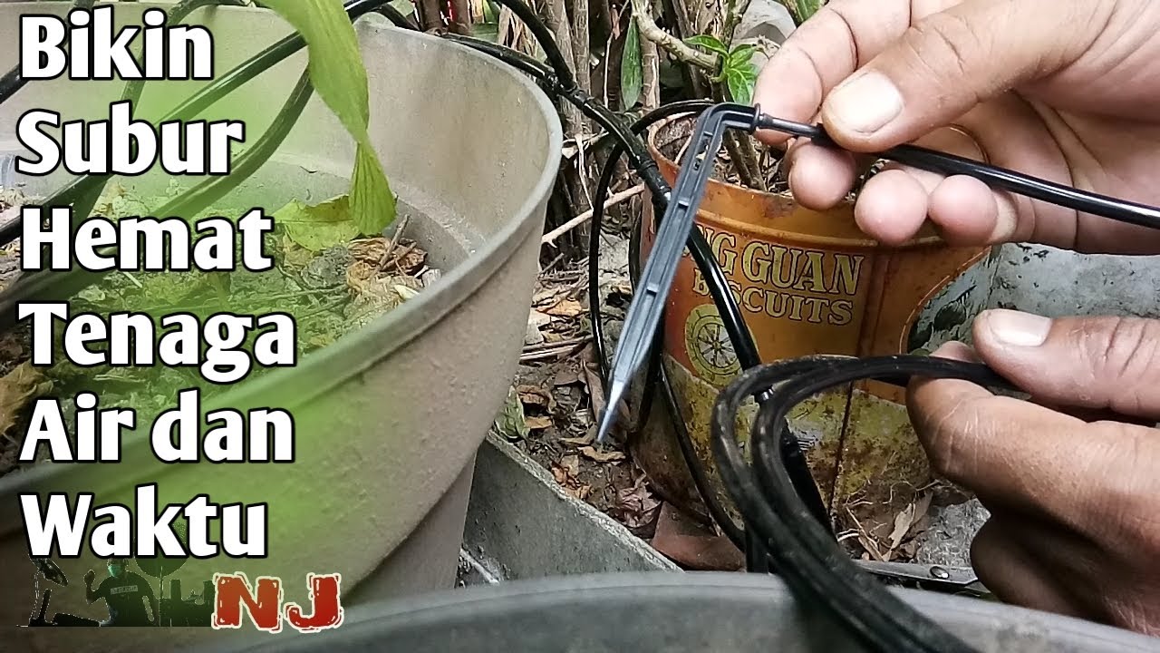 Menambahkan drip stik di irigasi tetes tanaman sawi di pot berkebun ...