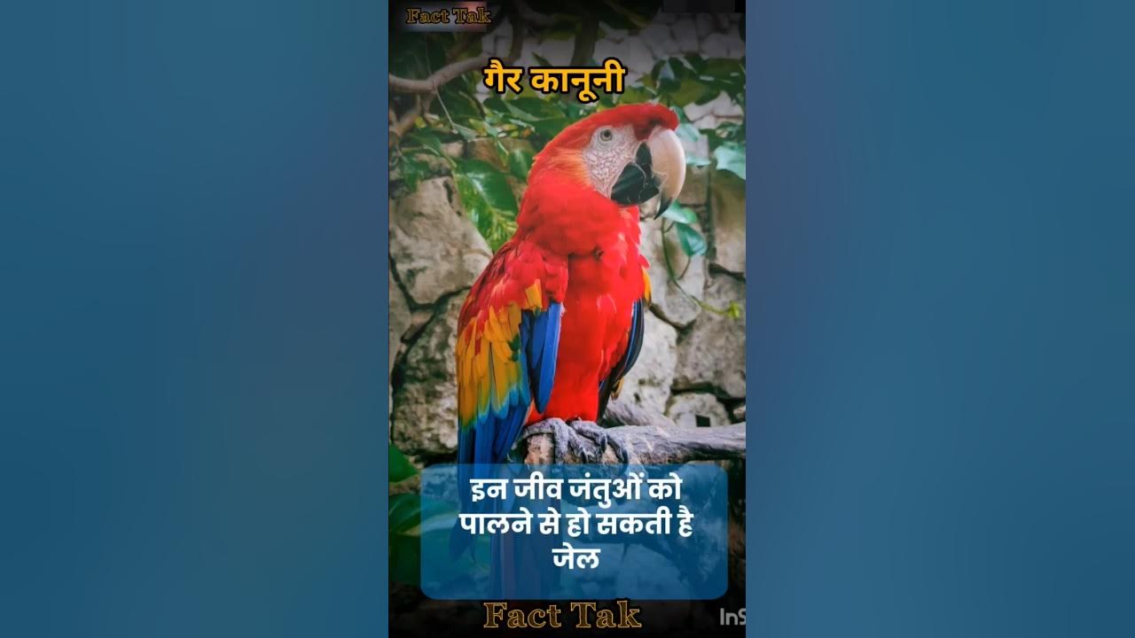 Facts About WildLife Shorts facts-about-wildlife-shorts