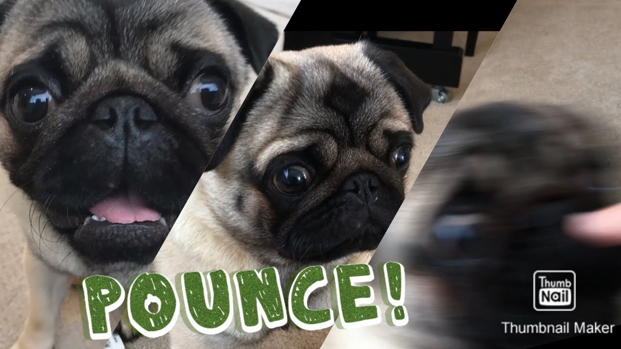 Rocket Pouncing Compilation - YouTube