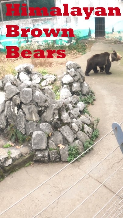 Himalayan Brown Bears Deosai National Park Pakistan - YouTube
