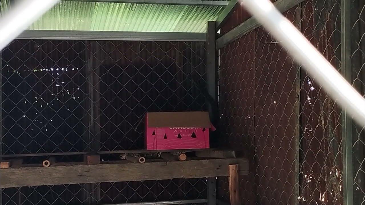 Python in Chicken Cage - YouTube