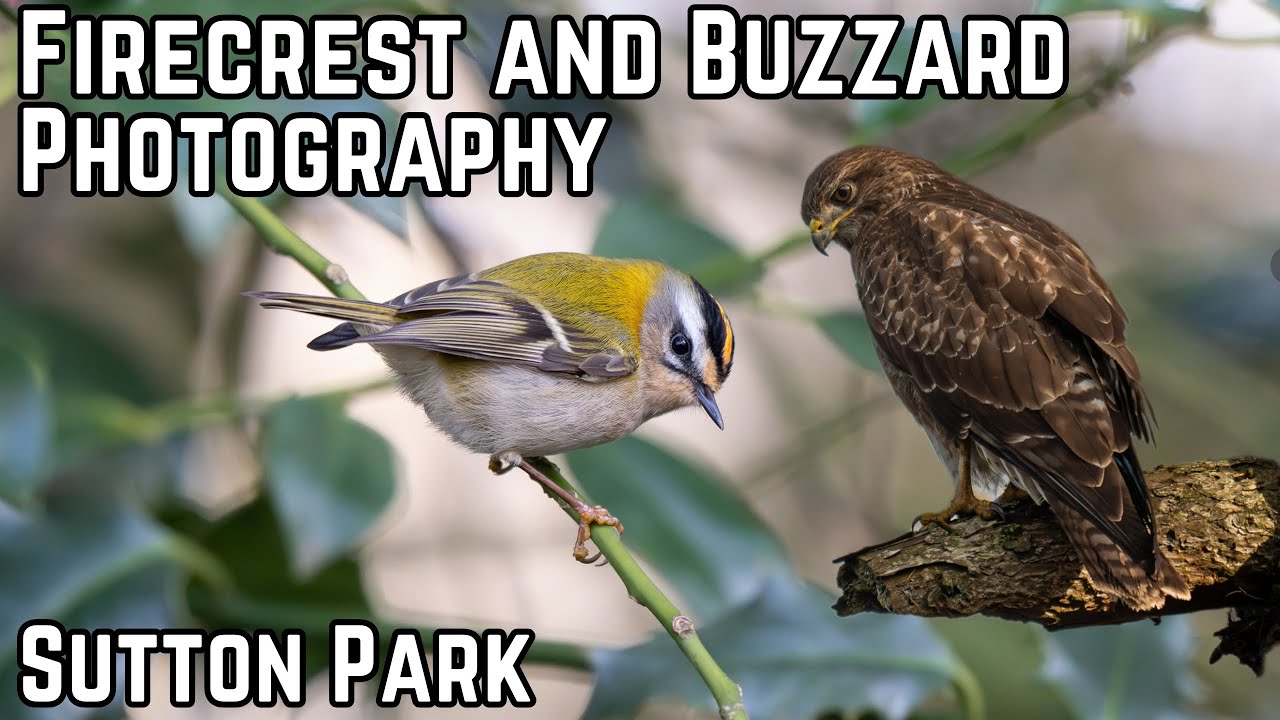 The Rare Firecrest! Hunting Buzzards! All at my local park | Nikon Z8 ...