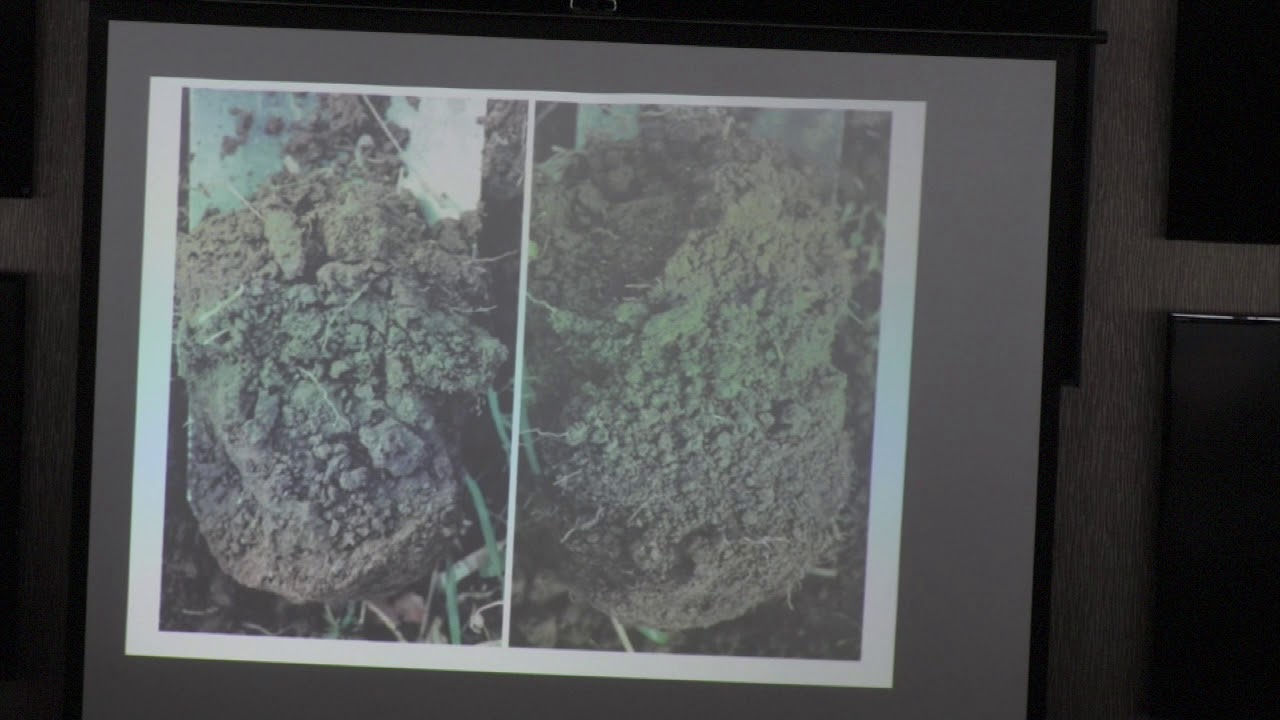 Nitrogen, Microbes, Roots; Breeding Corn for Nitrogen Efficiency ...