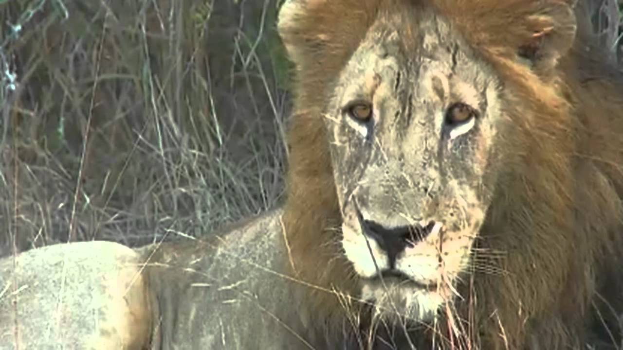 Handsome Matimba Lions May 27, 2015 - YouTube