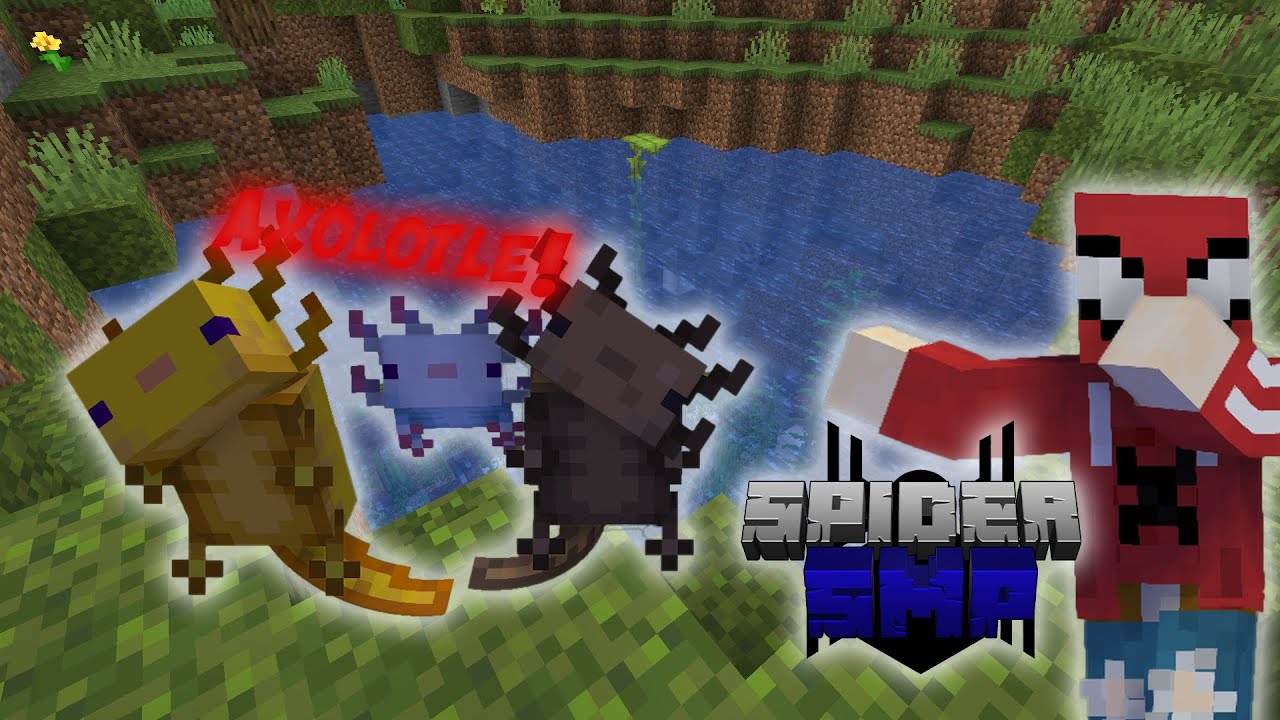 Mam axolotle na Spider SMP! (Spider SMP) - YouTube