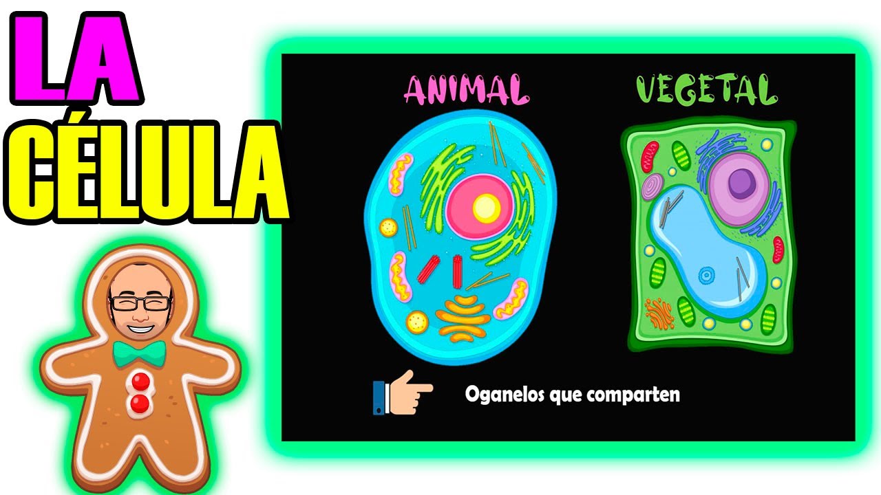 La célula animal y vegetal, diferencias y similitudes, cuáles organelos ...