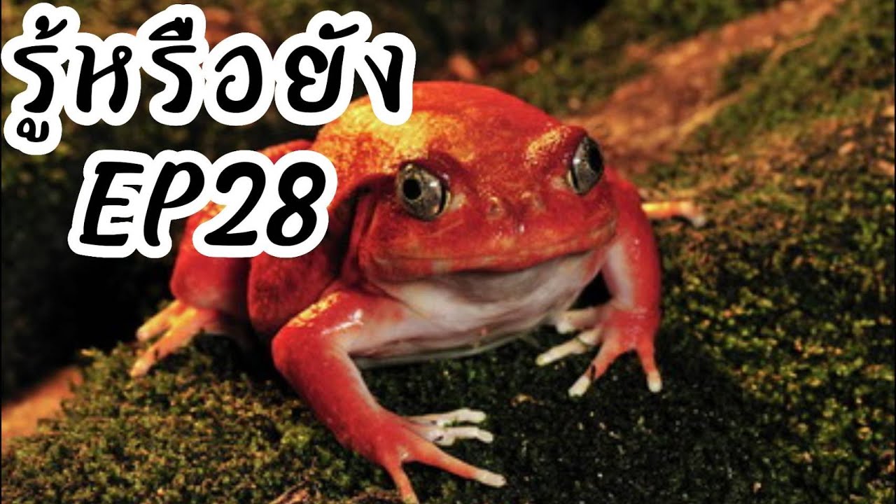 กบมะเขือเทศ Tomato frogs รู้หรือยังEP28 งูยังกลัว - YouTube