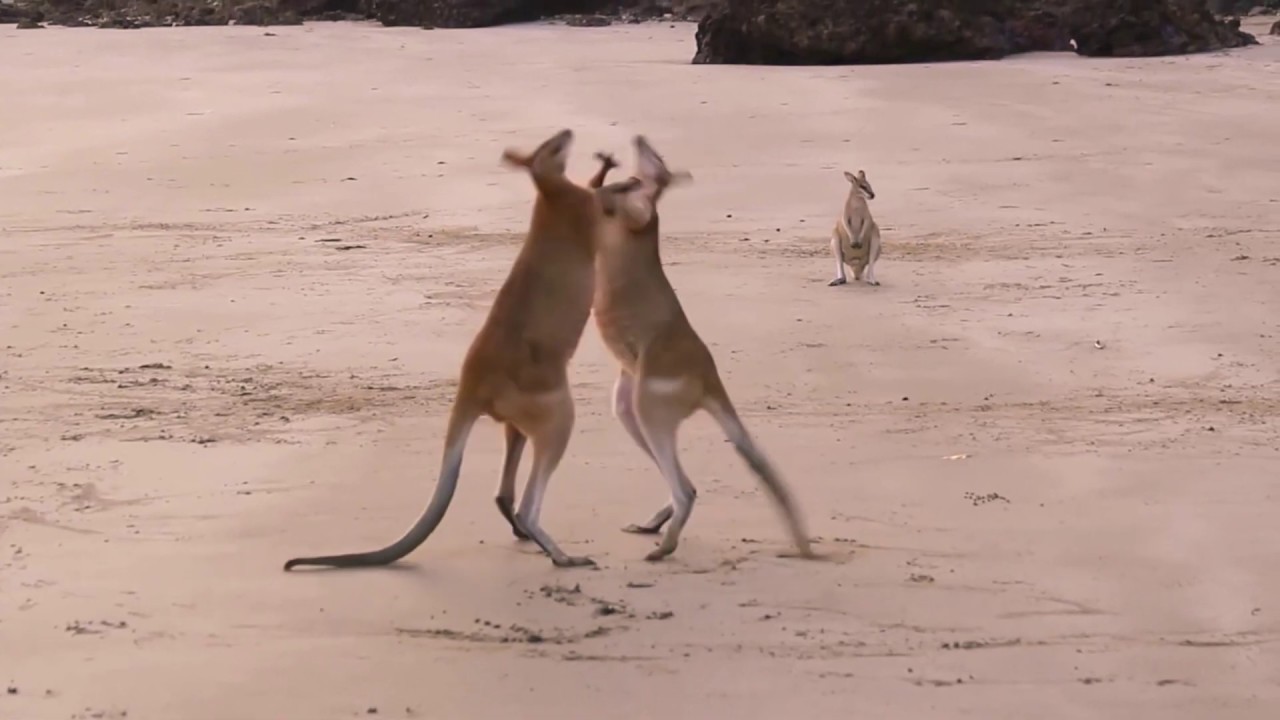 Wallaby Fight on the beach of Cape Hillsborough - YouTube
