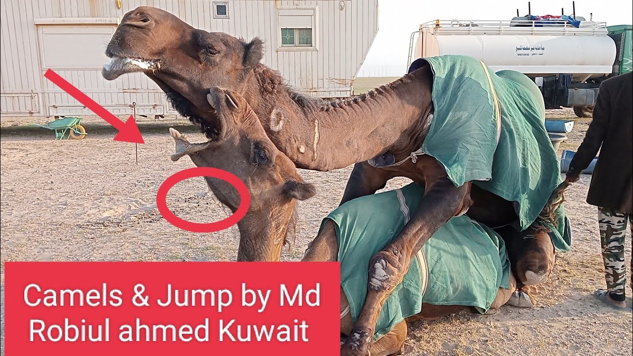 Camels & jump by Md Robiul ahmed Kuwait | new video in Kuwait desert ...