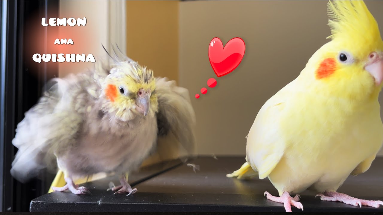 My Lost Pet Bird Rushed to Look For Her Lover After being Found and ...