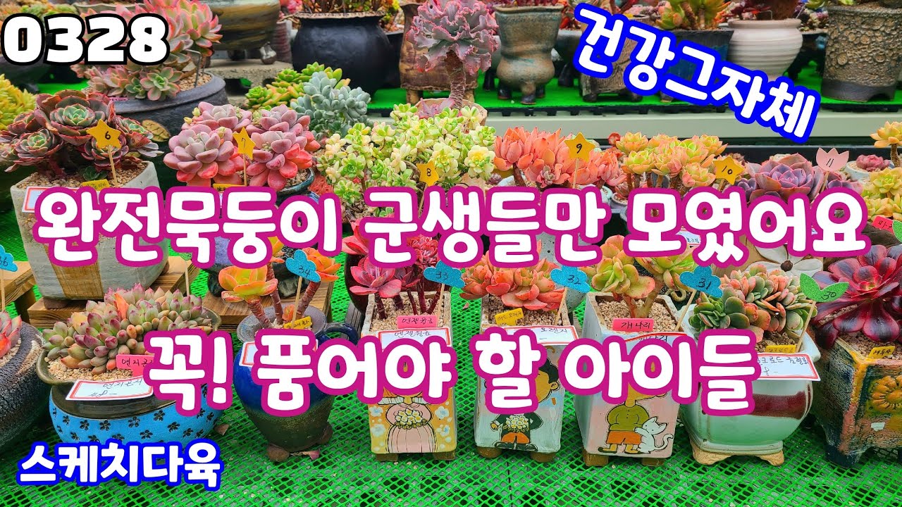 24년03월28일 스케치다육 이런아가들 너무 품고싶죠~신세계입니다 엔젤윙금 레드오렌지 개나리 애연금 메두사 실큐 골든글 로우금 루비페페 마커스금 더스티로즈 해리왓슨금