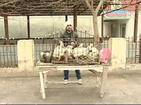 Gulmeli prikol