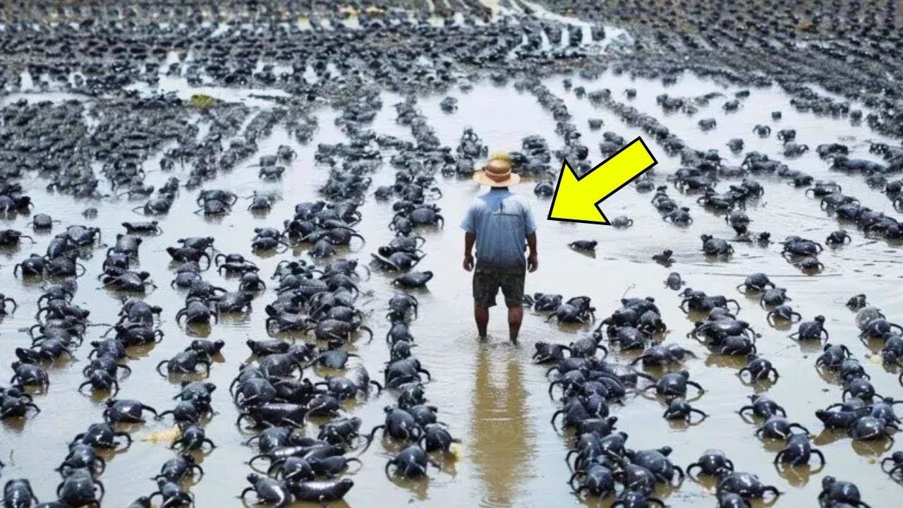 Strange Things Appeared in His Field — Expert Took One Look and ...