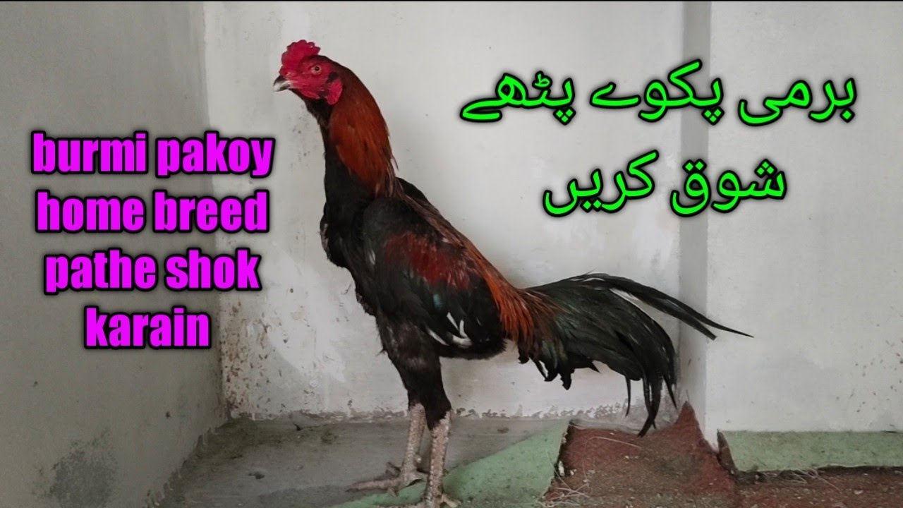 burmi pakoy home breed pathay_nasiraseel555 - YouTube