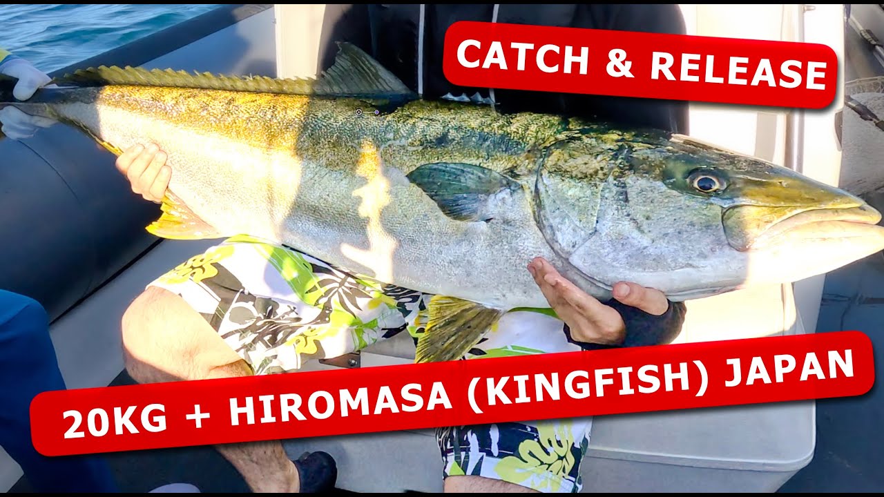 20KG+ Hiromasa Kingfish in Japan, Catch and Release - YouTube