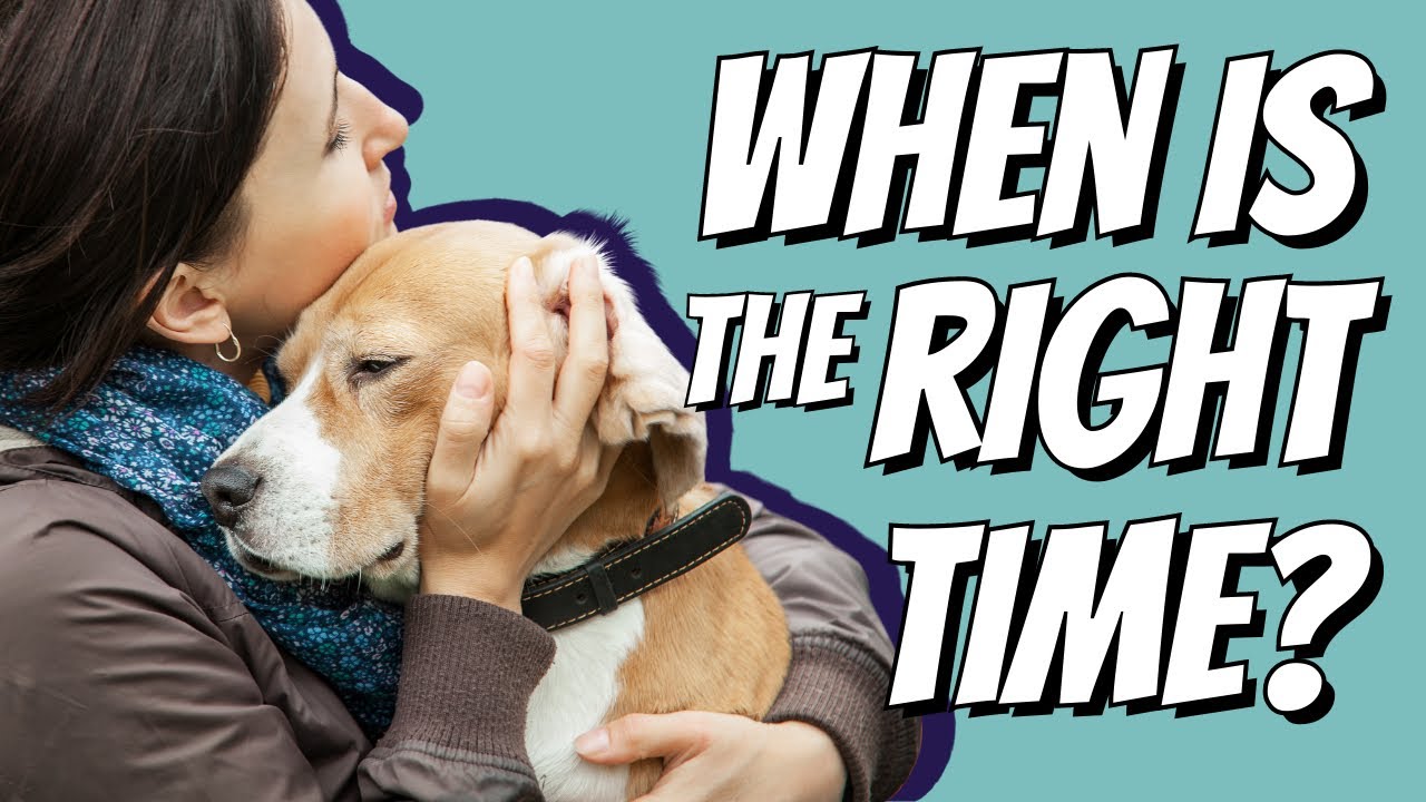 When is the right time to euthanize your pet? - YouTube