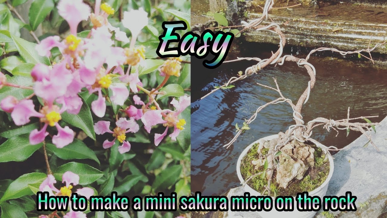 How to make a mini sakura micro bonsai on the rock - YouTube